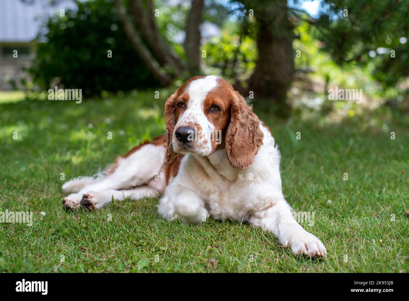 An English Springer Spaniel dog lying on the green grass Stock Photo ...