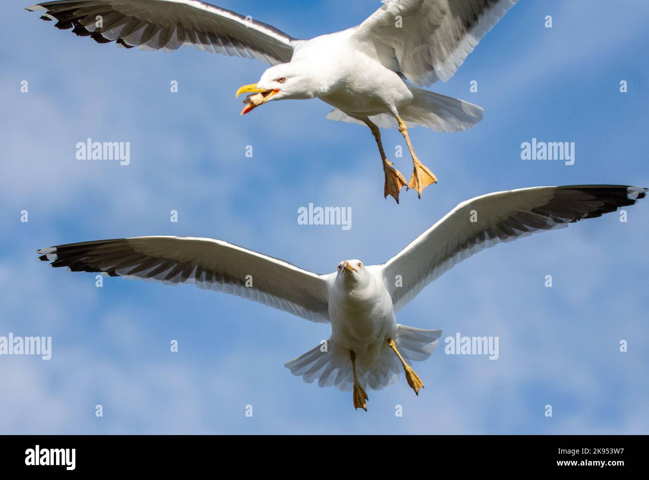 The gulls in flight fighting for prey Stock Photo - Alamy