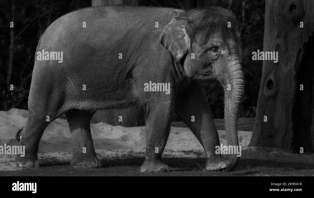 A grayscale of an elephant walking on grass in a forest area Stock ...