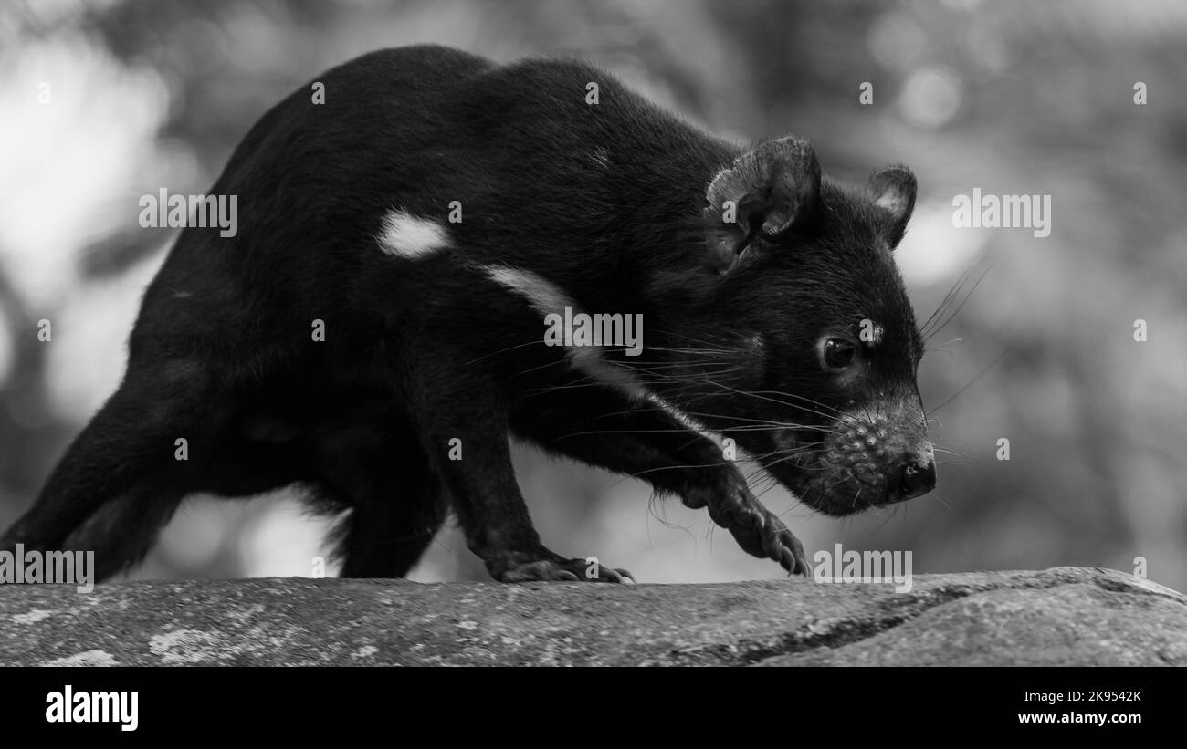 A closeup grayscale of a Tasmanian devil walking on a rocky surface ...