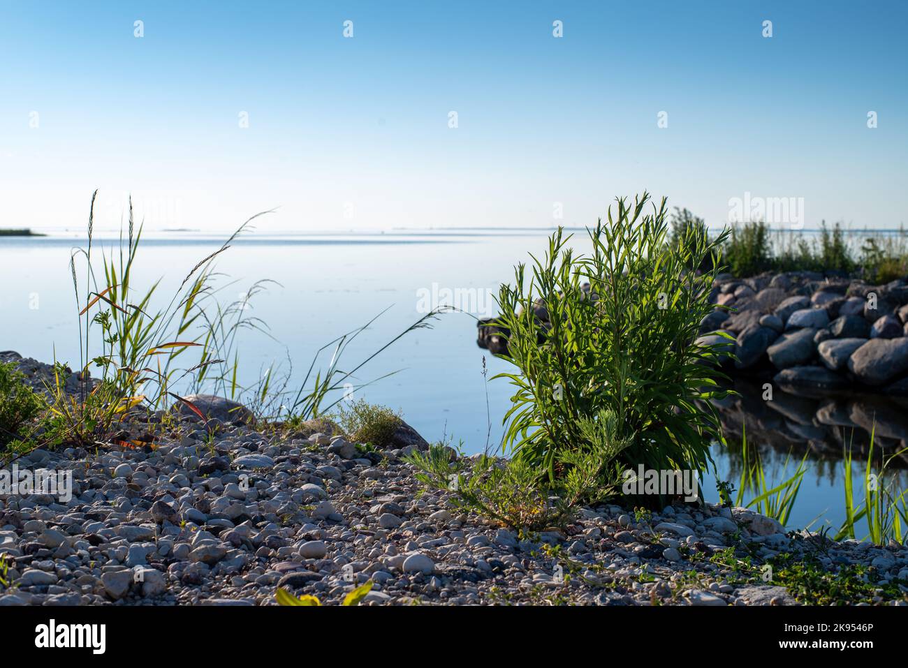 A beautiful shot of wild reeds growing on the shore of a blue lake ...