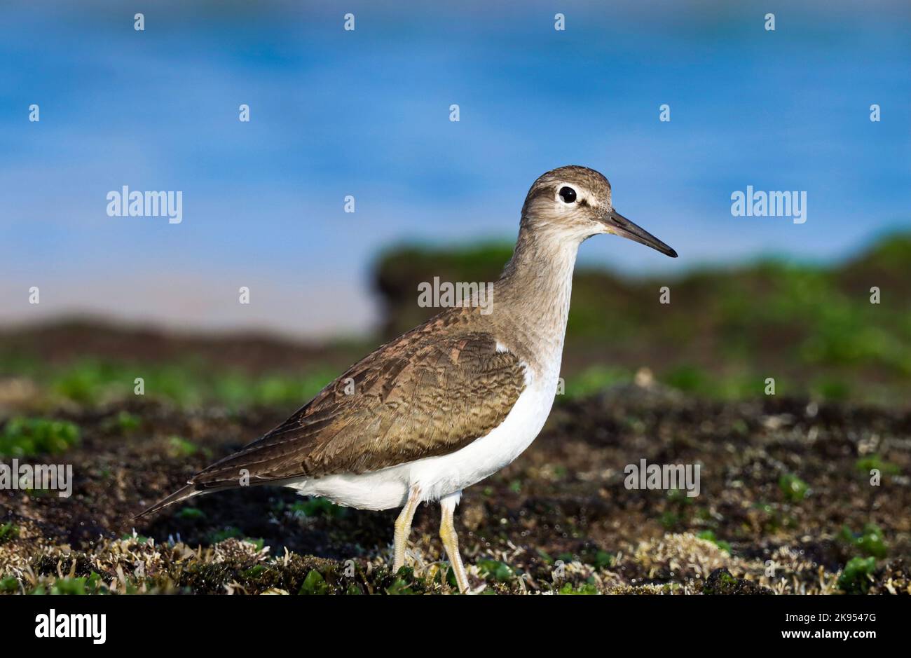 Common sandpiper standing on rock. waterbird. seabird. bird background ...