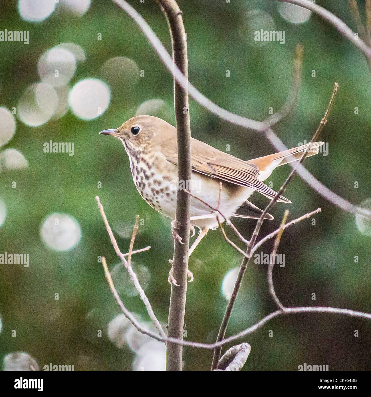 Hermit thrush branch hi-res stock photography and images - Alamy