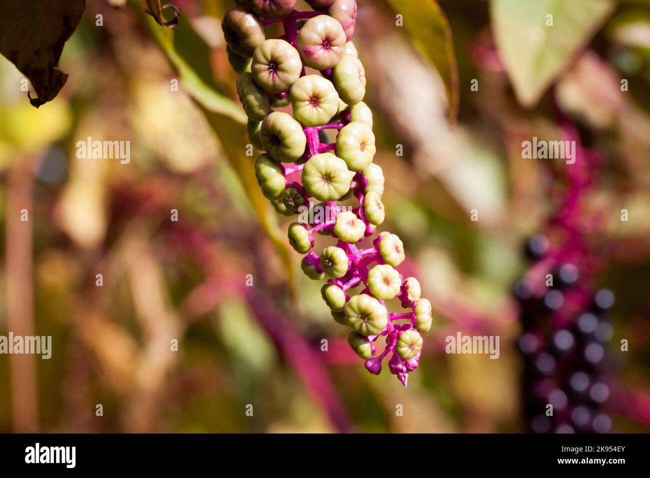 Pokeweed growing wild hi-res stock photography and images - Alamy