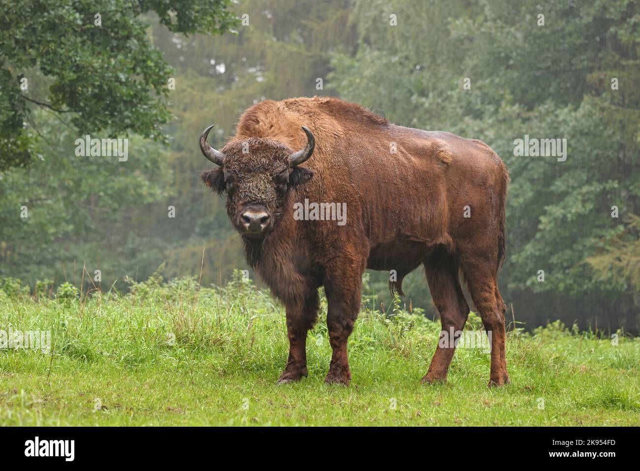 European bison, wisent (Bison bonasus), male stands in a forest meadow ...