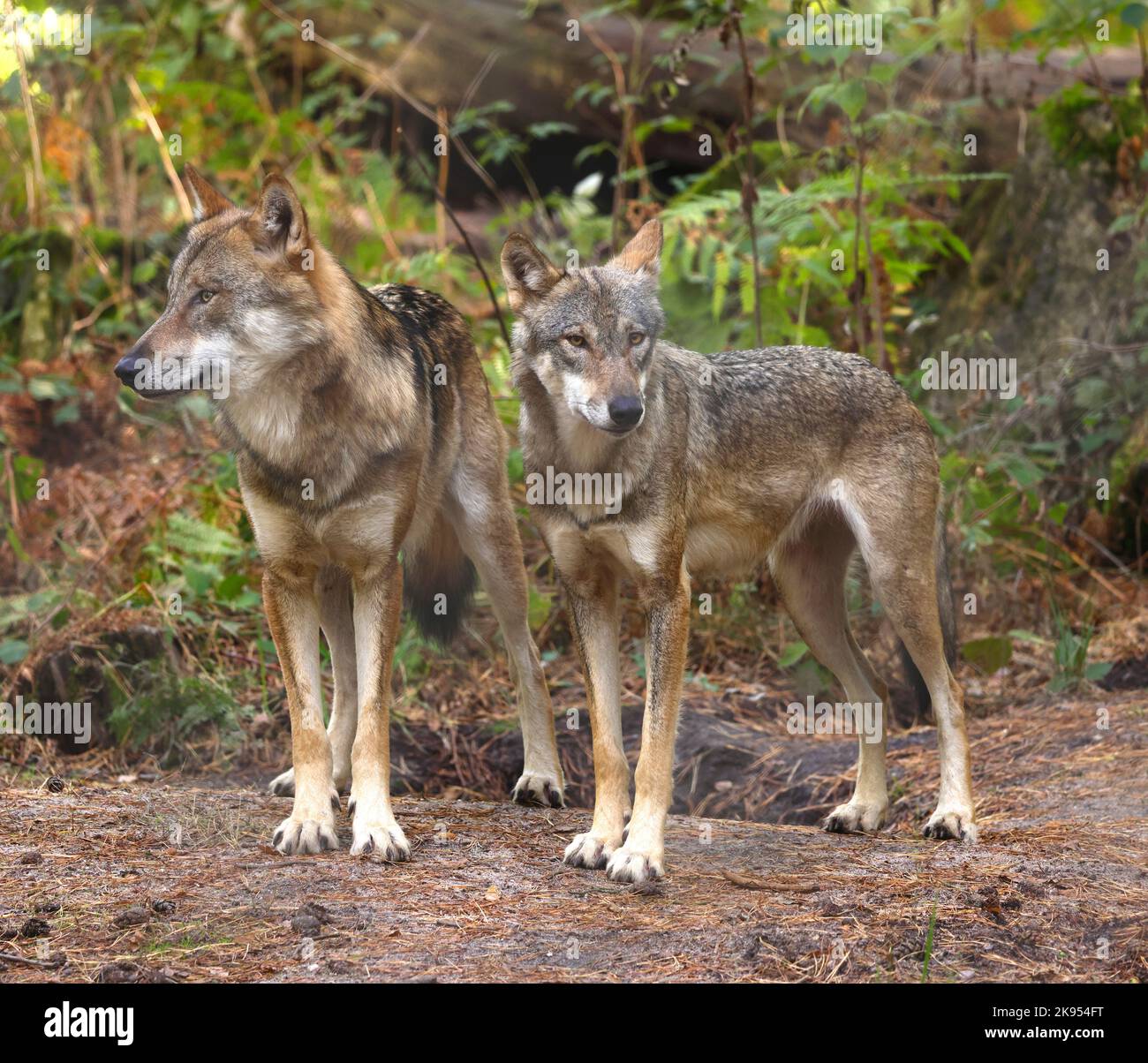 European gray wolf (Canis lupus lupus), two wolves watchfully in forest ...