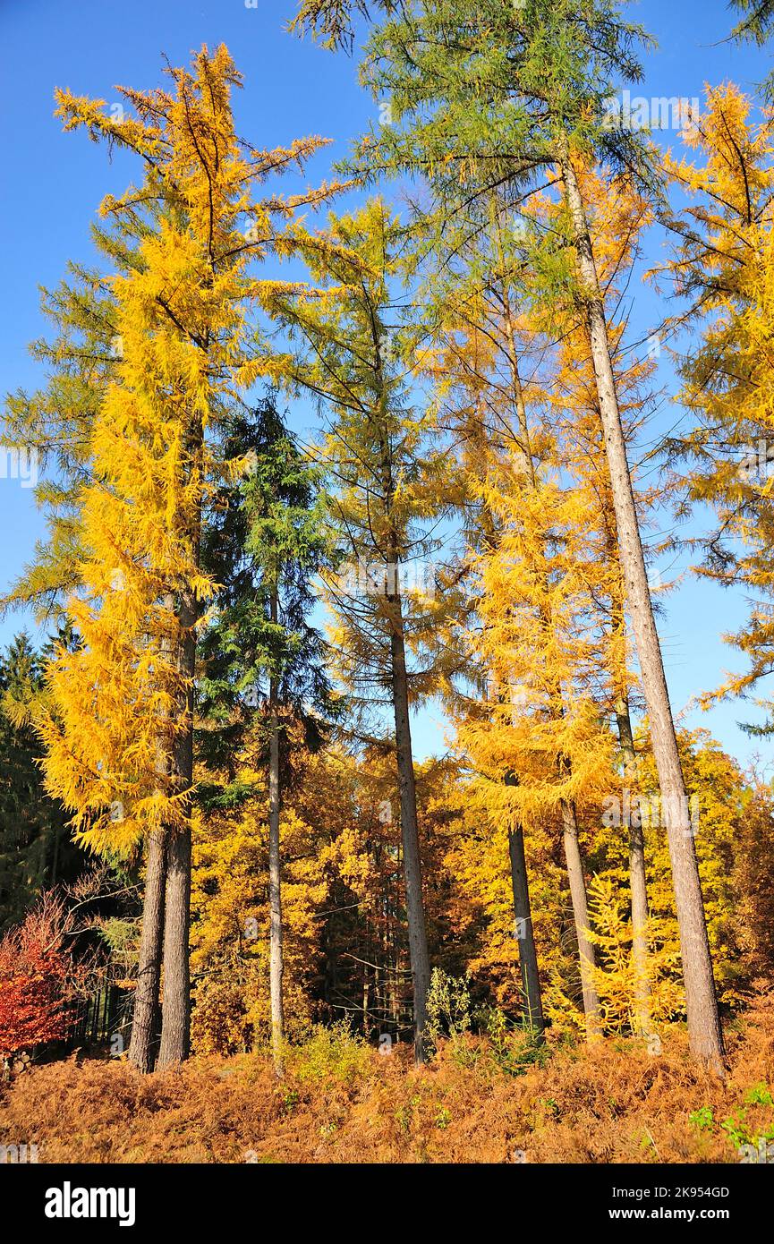common larch, European larch (Larix decidua, Larix europaea), in autumn ...