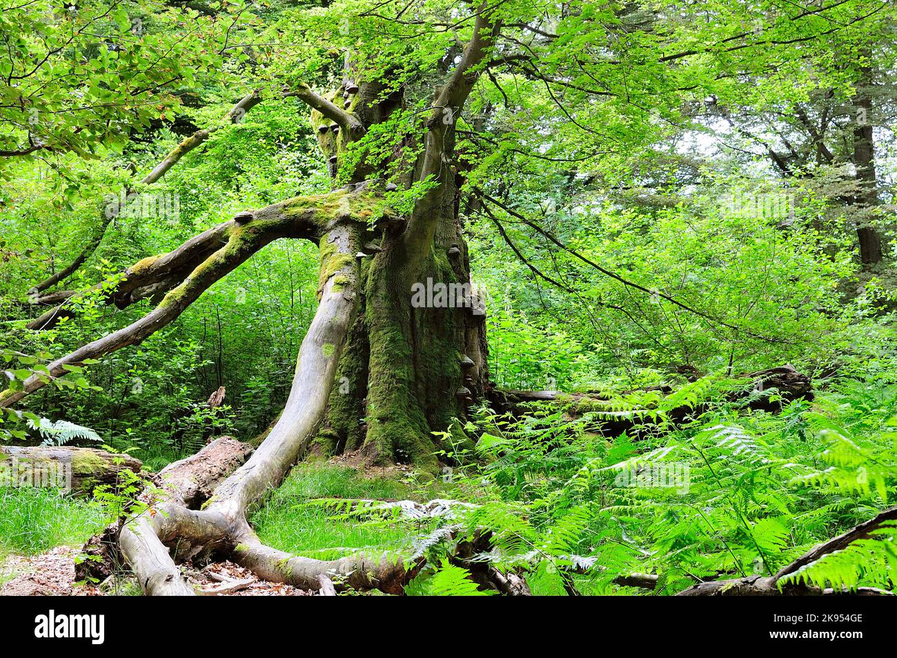 common beech (Fagus sylvatica), very old beech, Germany, North Rhine ...