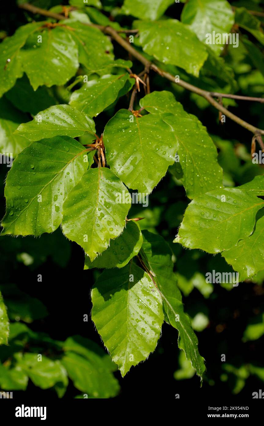 common beech (Fagus sylvatica), beech leaves in spring, Germany, North ...