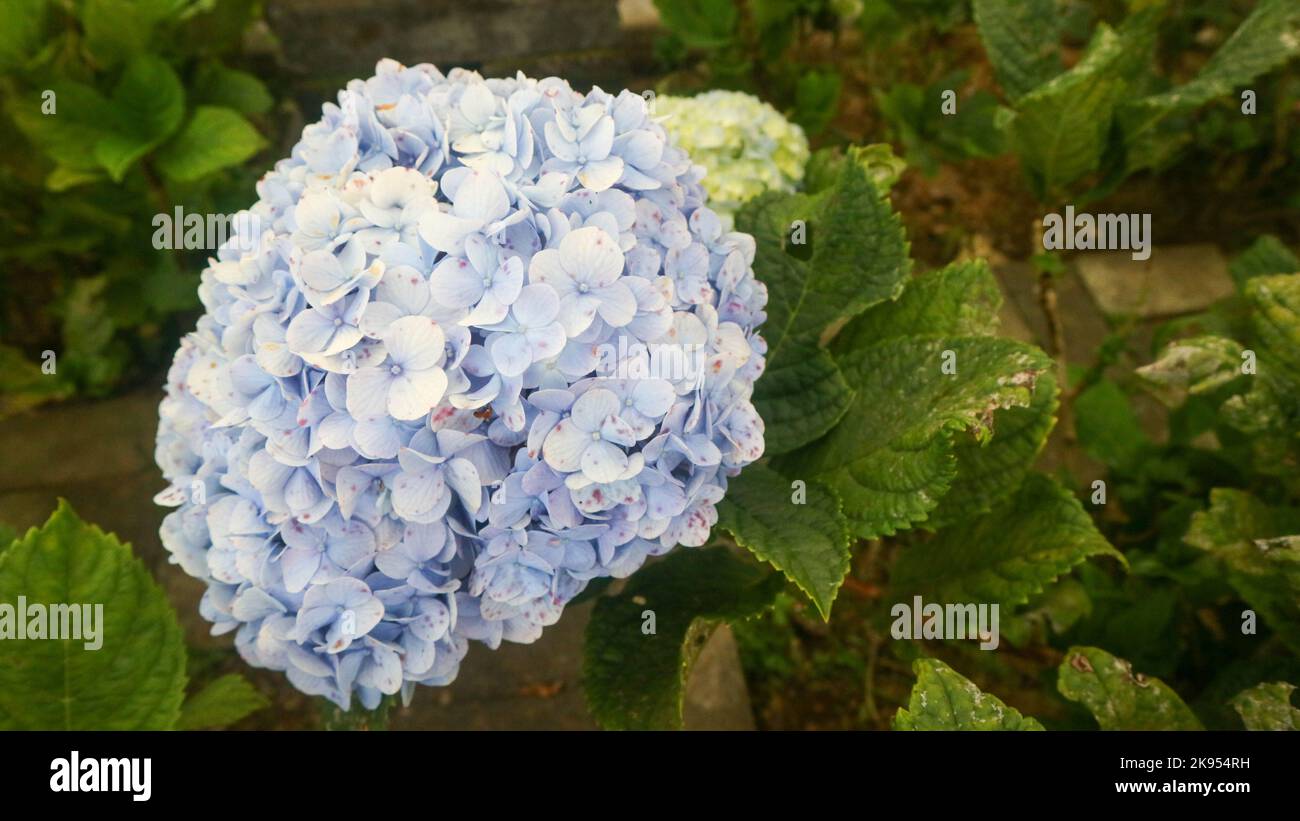 beautiful and amazing blue hydrangea flower Stock Photo - Alamy