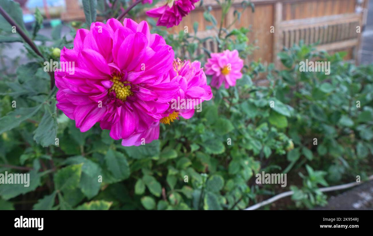 beautiful and amazing pink Dahlia pinata flower Stock Photo - Alamy