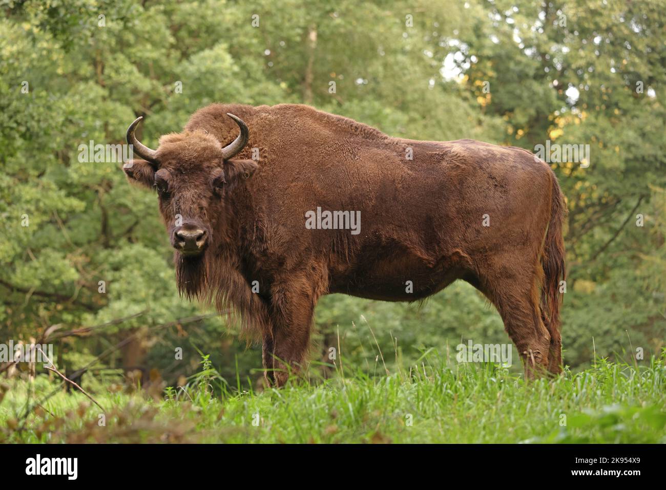 European bison, wisent (Bison bonasus), female stands in a forest ...