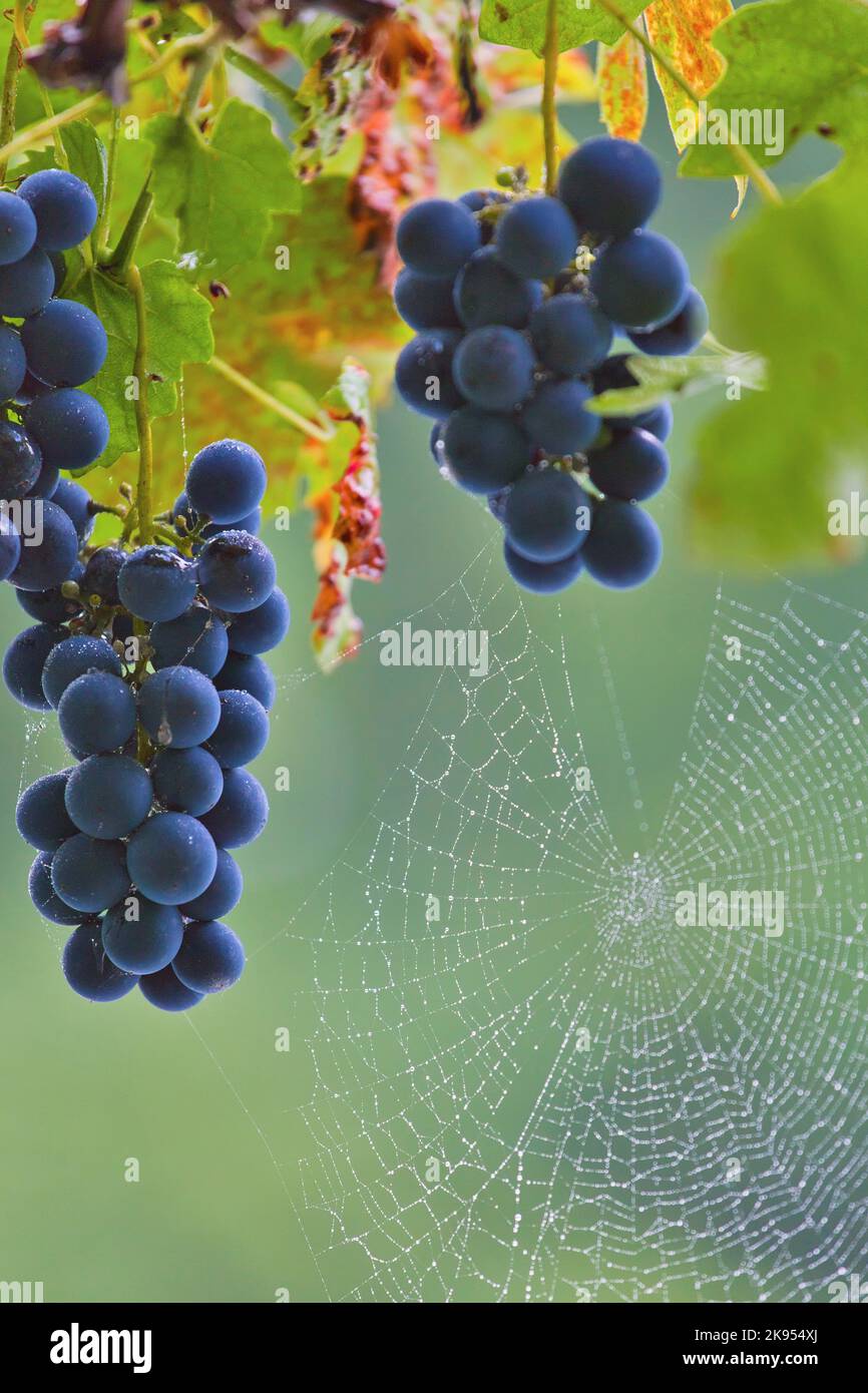 grape-vine, vine (Vitis vinifera), ripe grapes with spider web, Germany ...