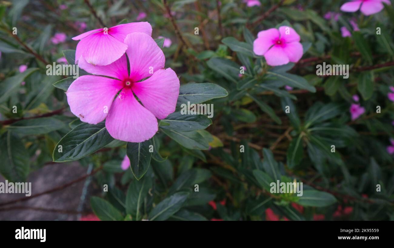 beautiful and amazing pink Periwinkle flower Stock Photo - Alamy