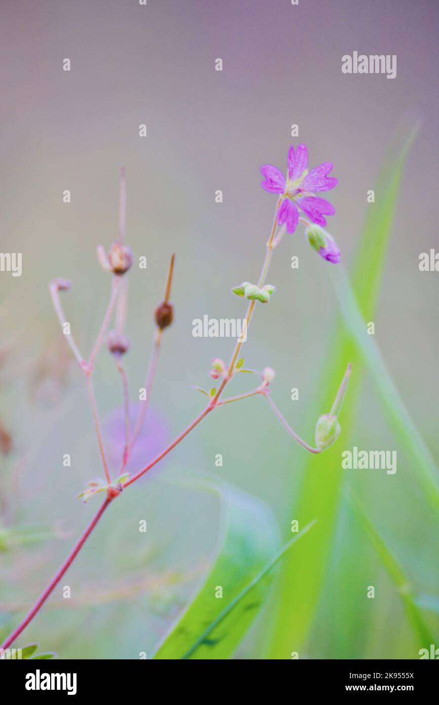 Dovefoot geranium, Dove's-foot Crane's-bill (Geranium molle), flower ...