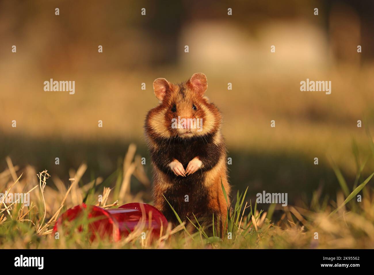common hamster, black-bellied hamster (Cricetus cricetus), stands erect ...