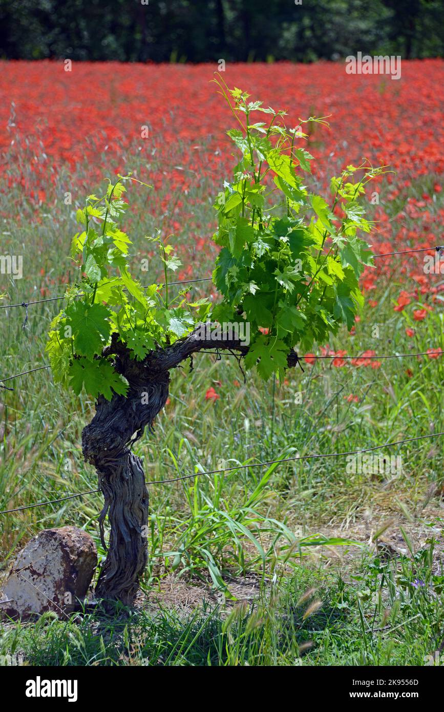 grape-vine, vine (Vitis vinifera), vines at the nature park of Ventoux ...
