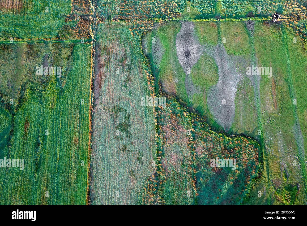 meadowland in Kalmthoutse Heide, aerial view, Belgium, Antwerp ...