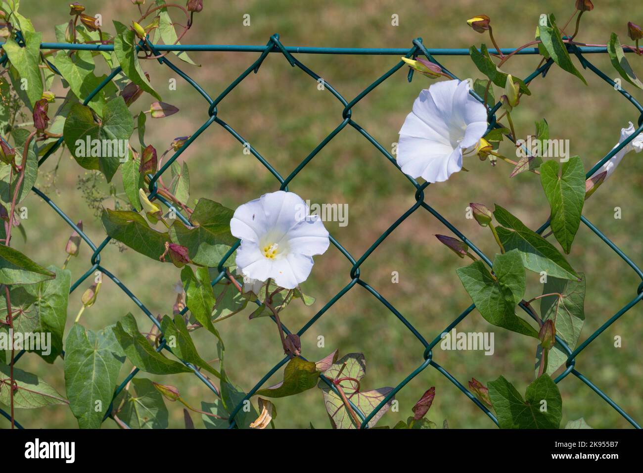 Bellbine, Hedge bindweed, Hedge false bindweed, Lady's-nightcap ...