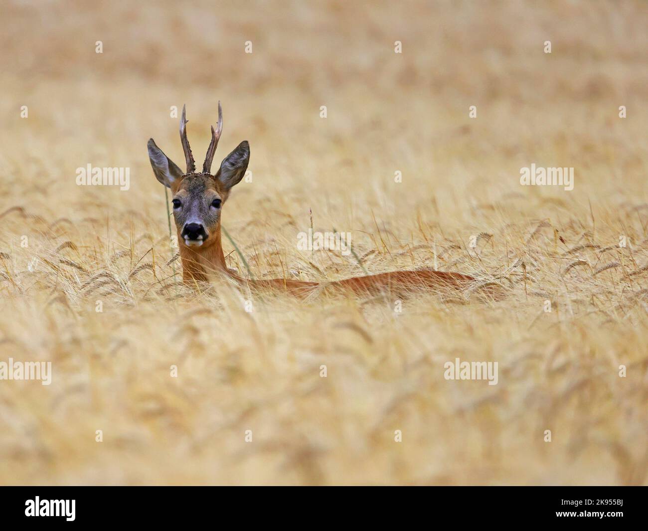 roe deer, roe, western roe deer, European roe (Capreolus capreolus ...