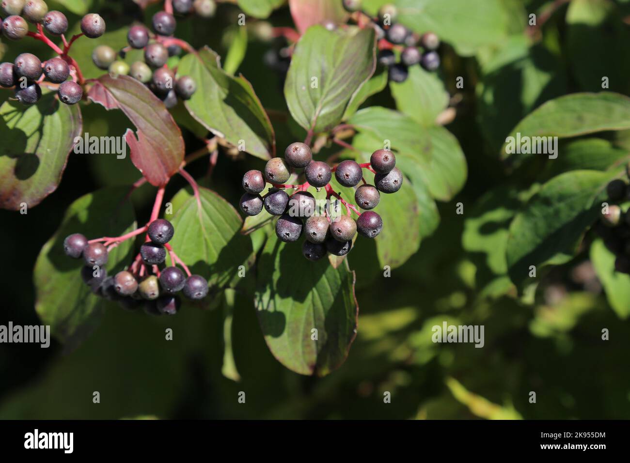 Cornus sanguinea subsp. australis, Cornaceae. A wild plant shot in the ...