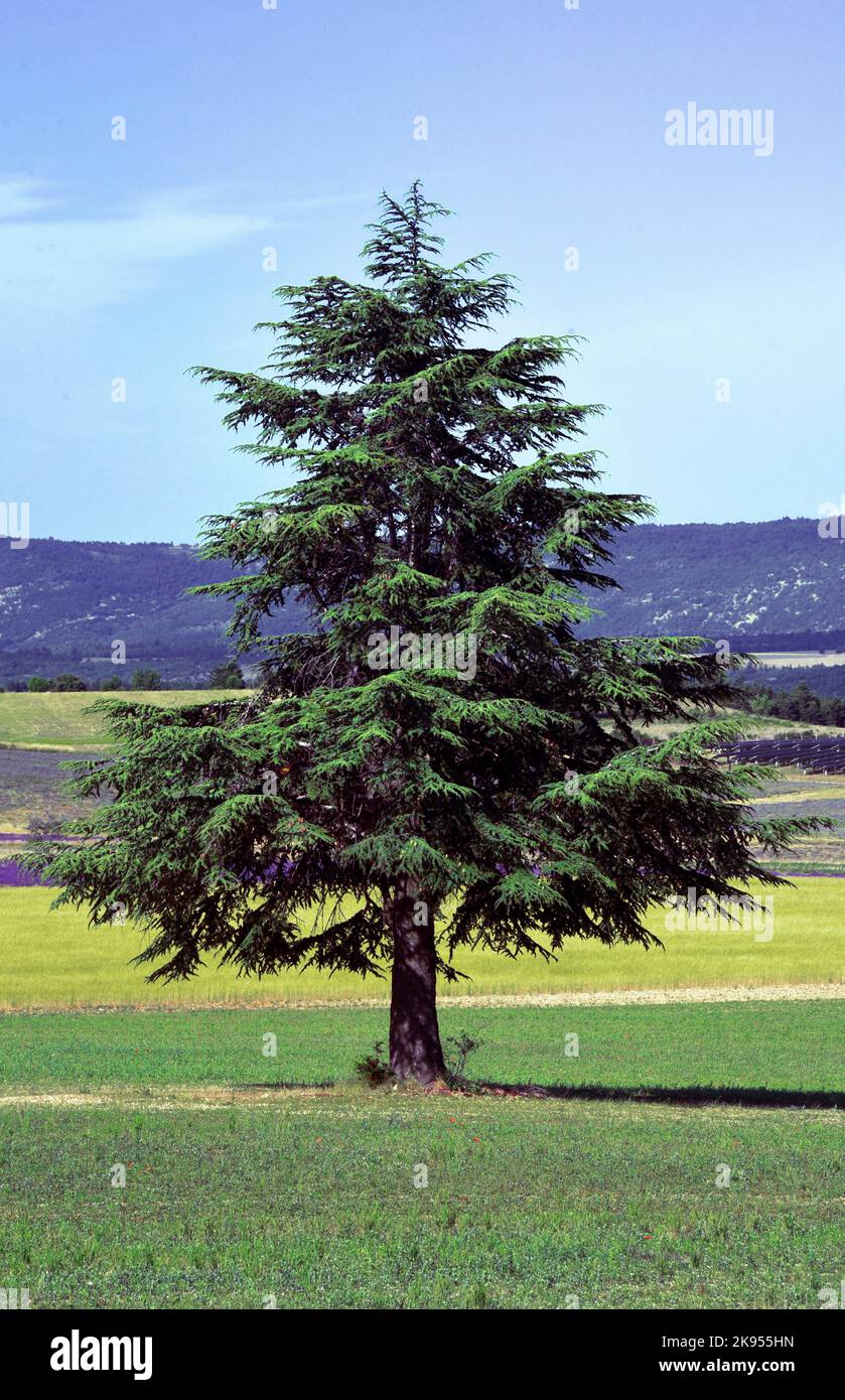 African cedar (Cedrus atlantica), single tree at the nature park of ...