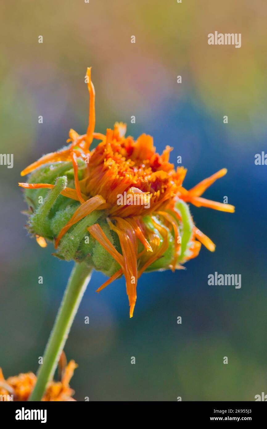 garden-pot marigold (Calendula officinalis), withered Stock Photo - Alamy