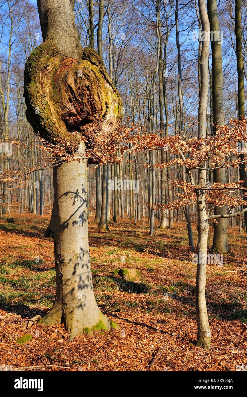 common beech (Fagus sylvatica), beech forest late in autumn, Germany ...