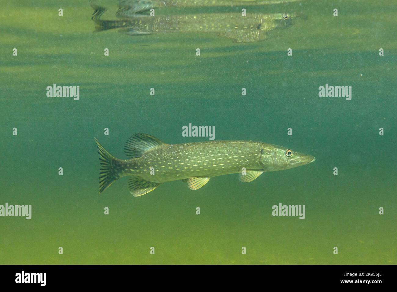 pike, northern pike (Esox lucius), swimming in a small moor pond ...