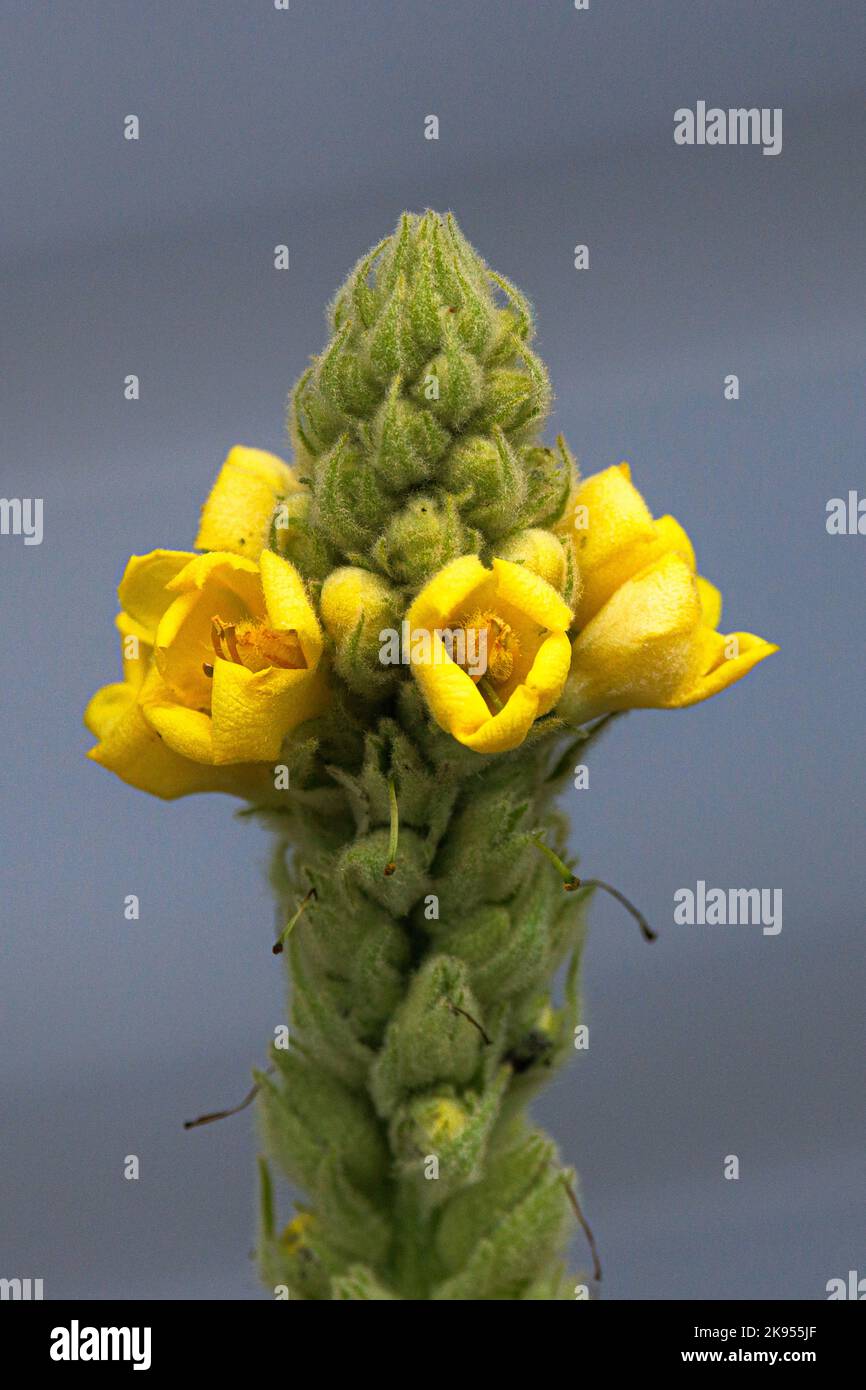 common mullein, great mullein (Verbascum thapsus), flowers, Germany ...