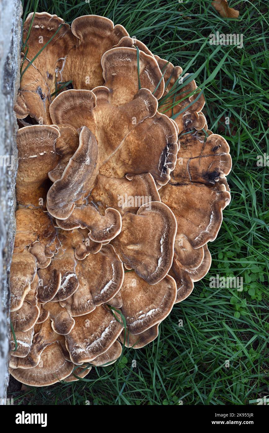 giant polypore (Meripilus giganteus), fruiting body at the bottom of a ...