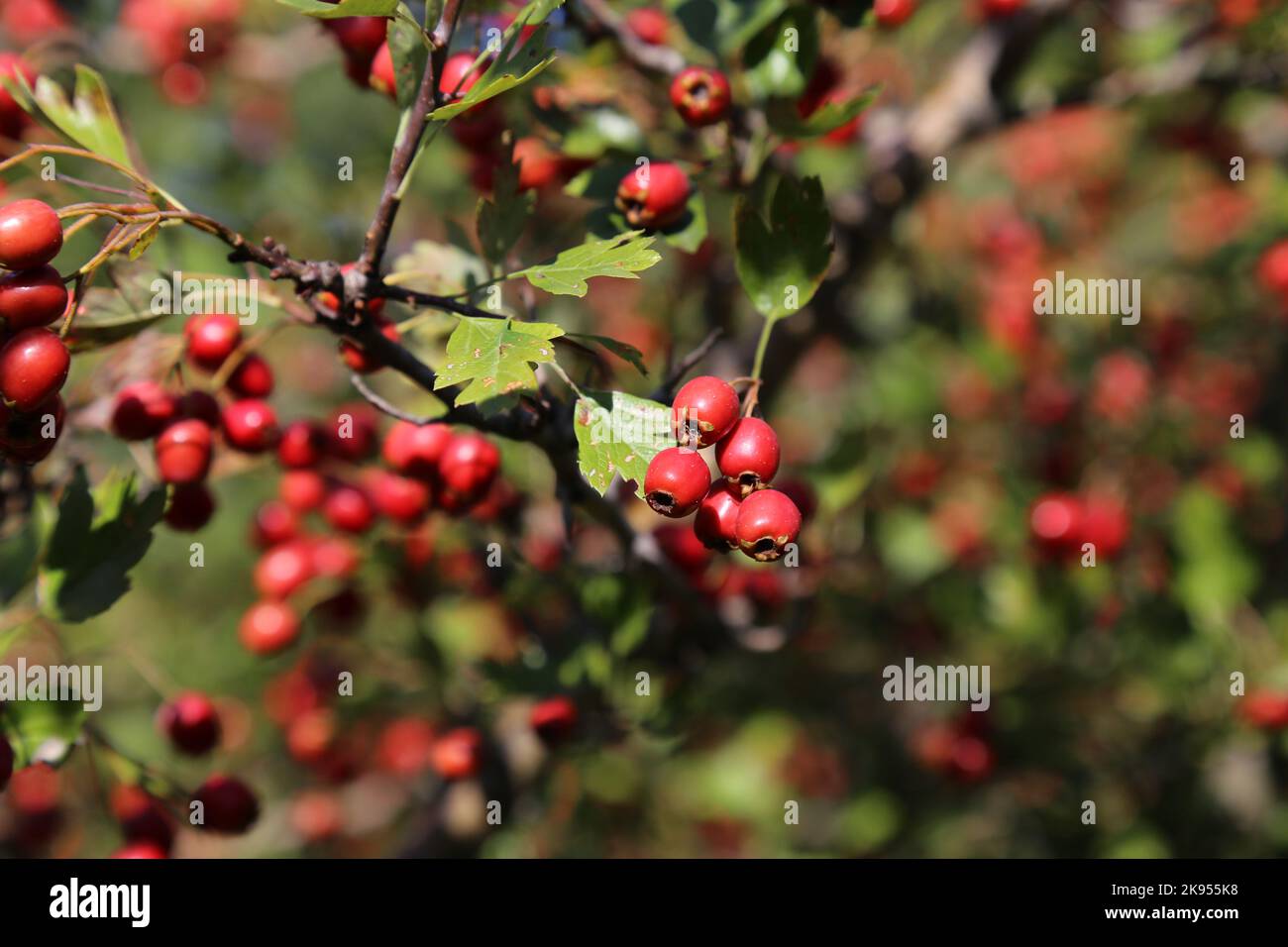 Quickthorn hi-res stock photography and images - Alamy