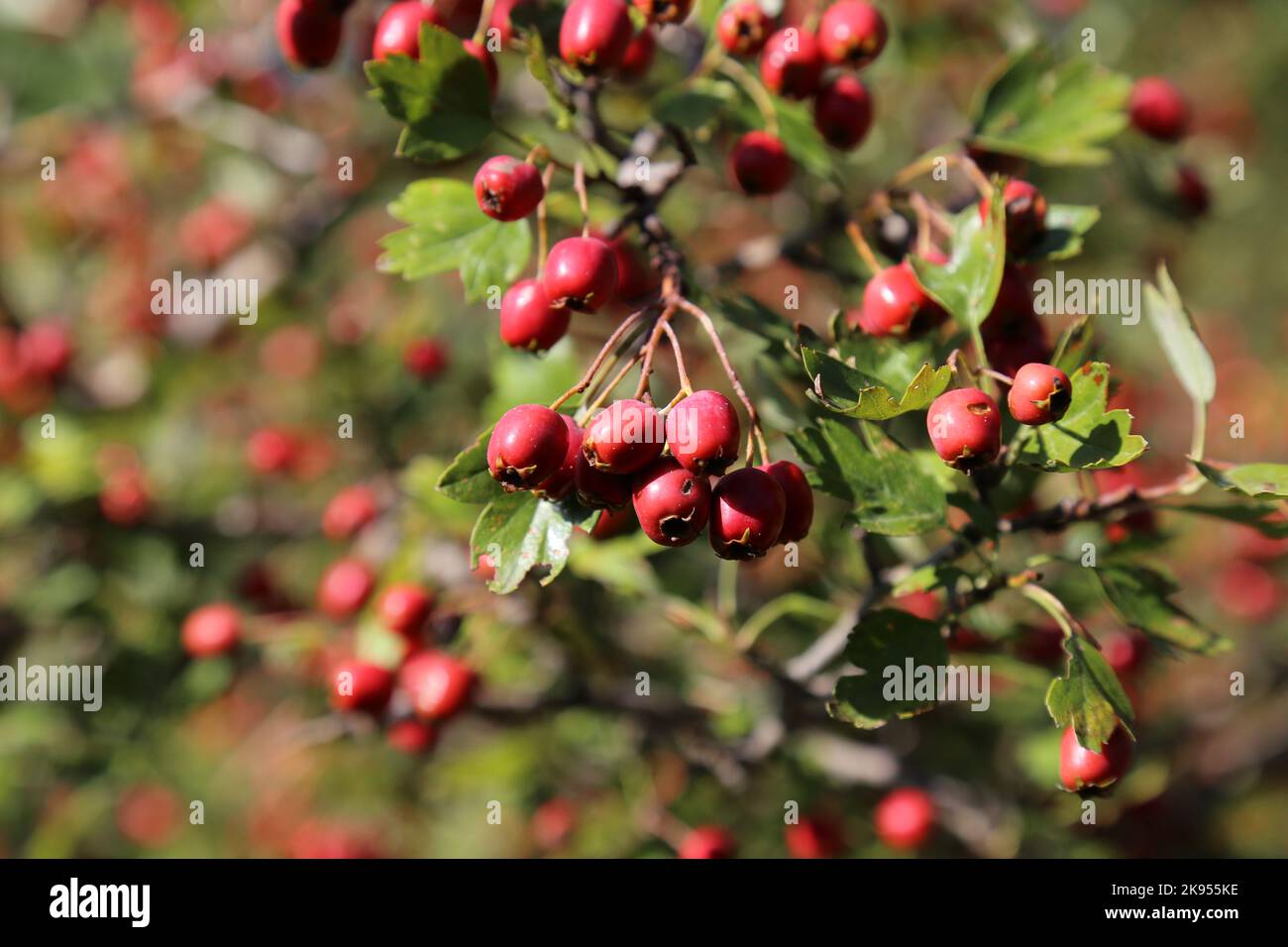 Crataegus monogyna, Hawthorn Quickthorn, Rosaceae. A wild plant shot in ...