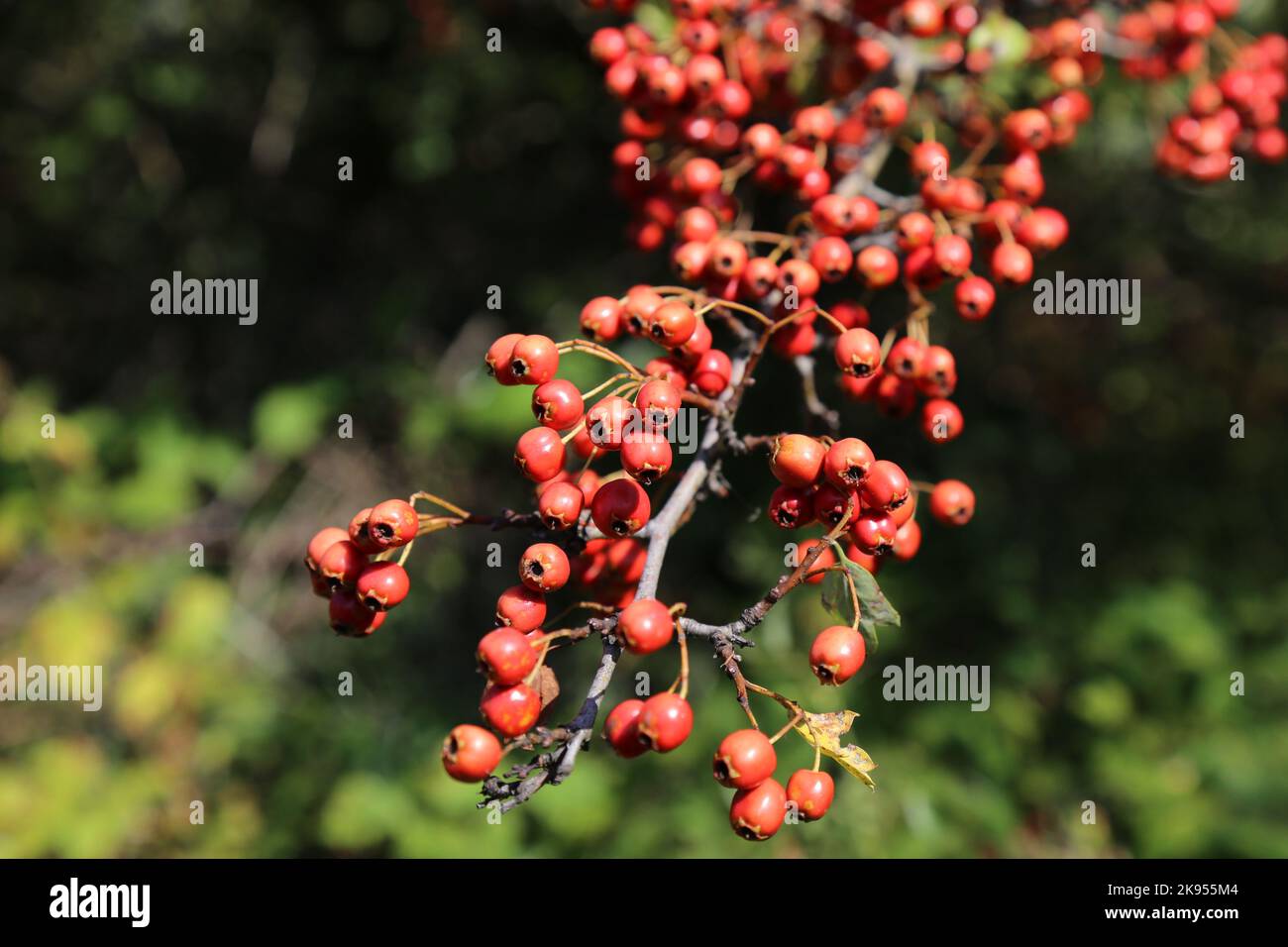 Crataegus monogyna, Hawthorn Quickthorn, Rosaceae. A wild plant shot in the fall Stock Photo - Alamy
