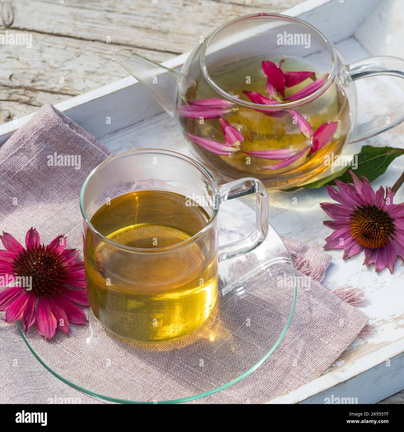 Purple Cone Flower, Eastern purple-coneflower, Purple-coneflower ...