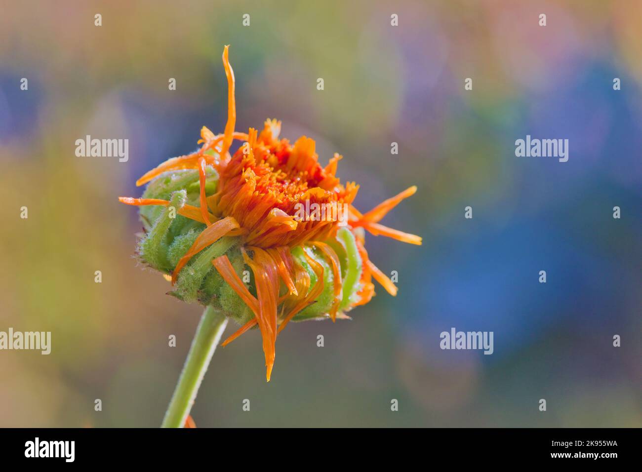 garden-pot marigold (Calendula officinalis), withered, Germany, North ...