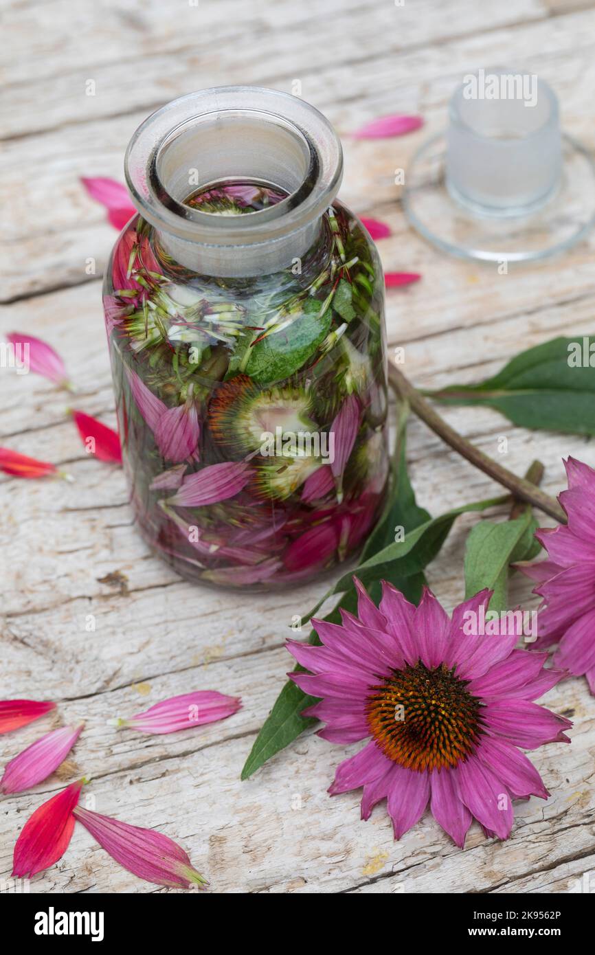 Purple Cone Flower, Eastern purple-coneflower, Purple-coneflower ...
