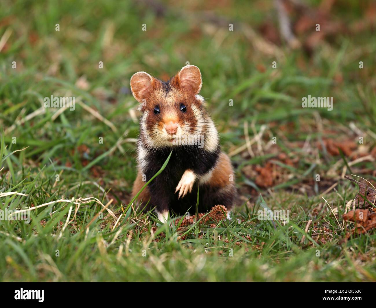 common hamster, black-bellied hamster (Cricetus cricetus), stands erect ...