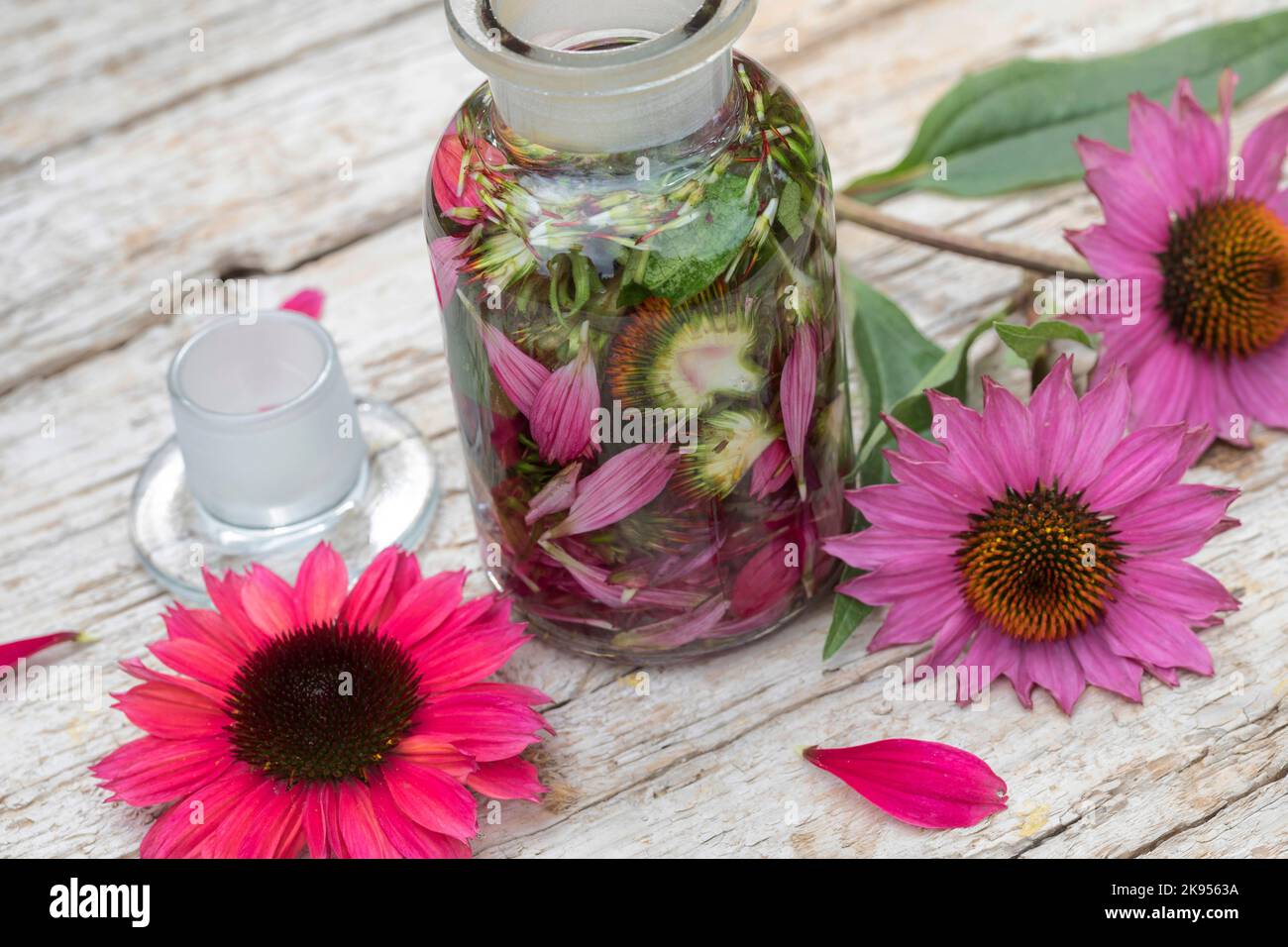 Purple Cone Flower, Eastern purple-coneflower, Purple-coneflower ...