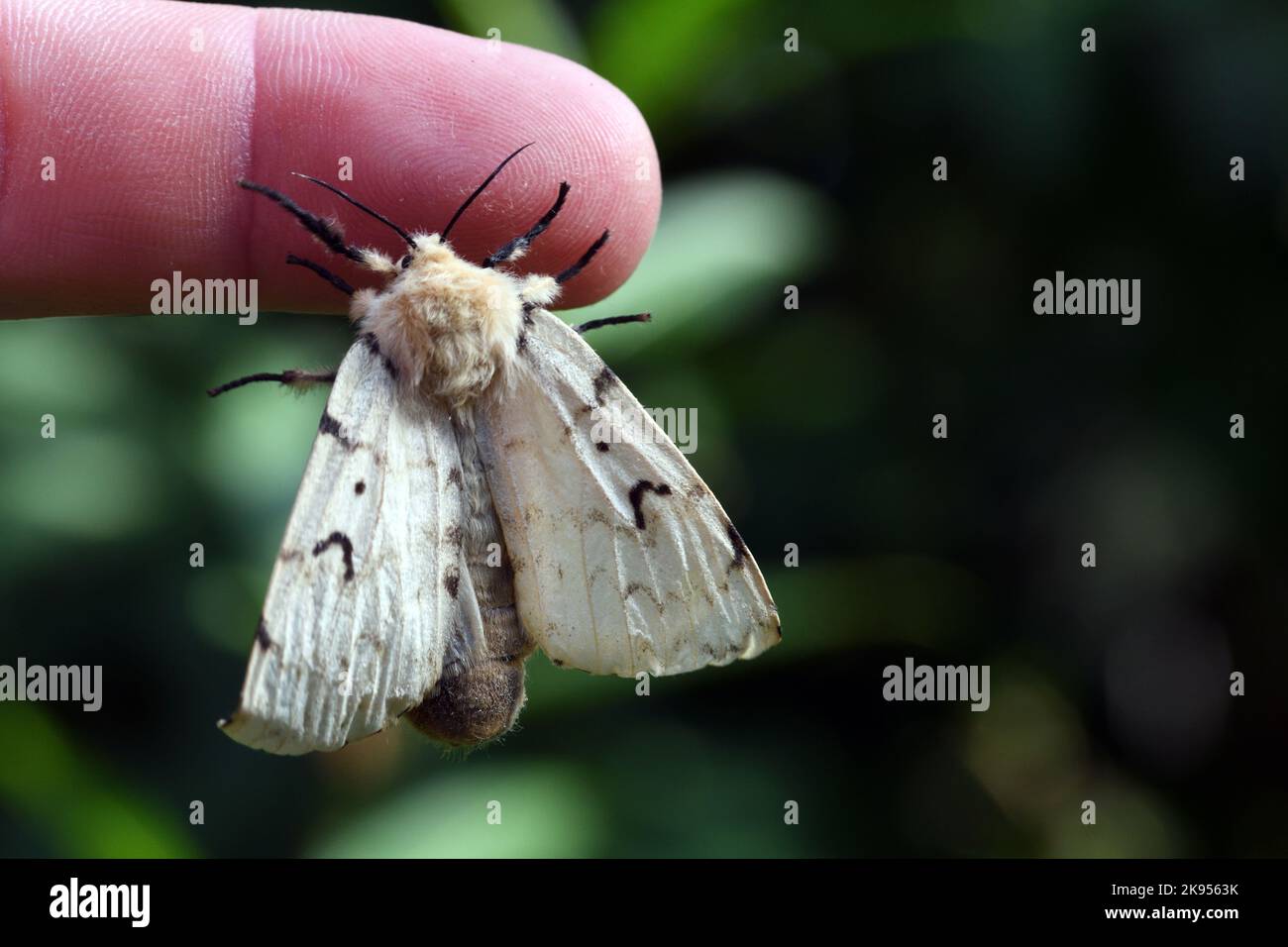 Gipsy moth (Lymantria dispar), female at a finger, Germany, North Rhine ...