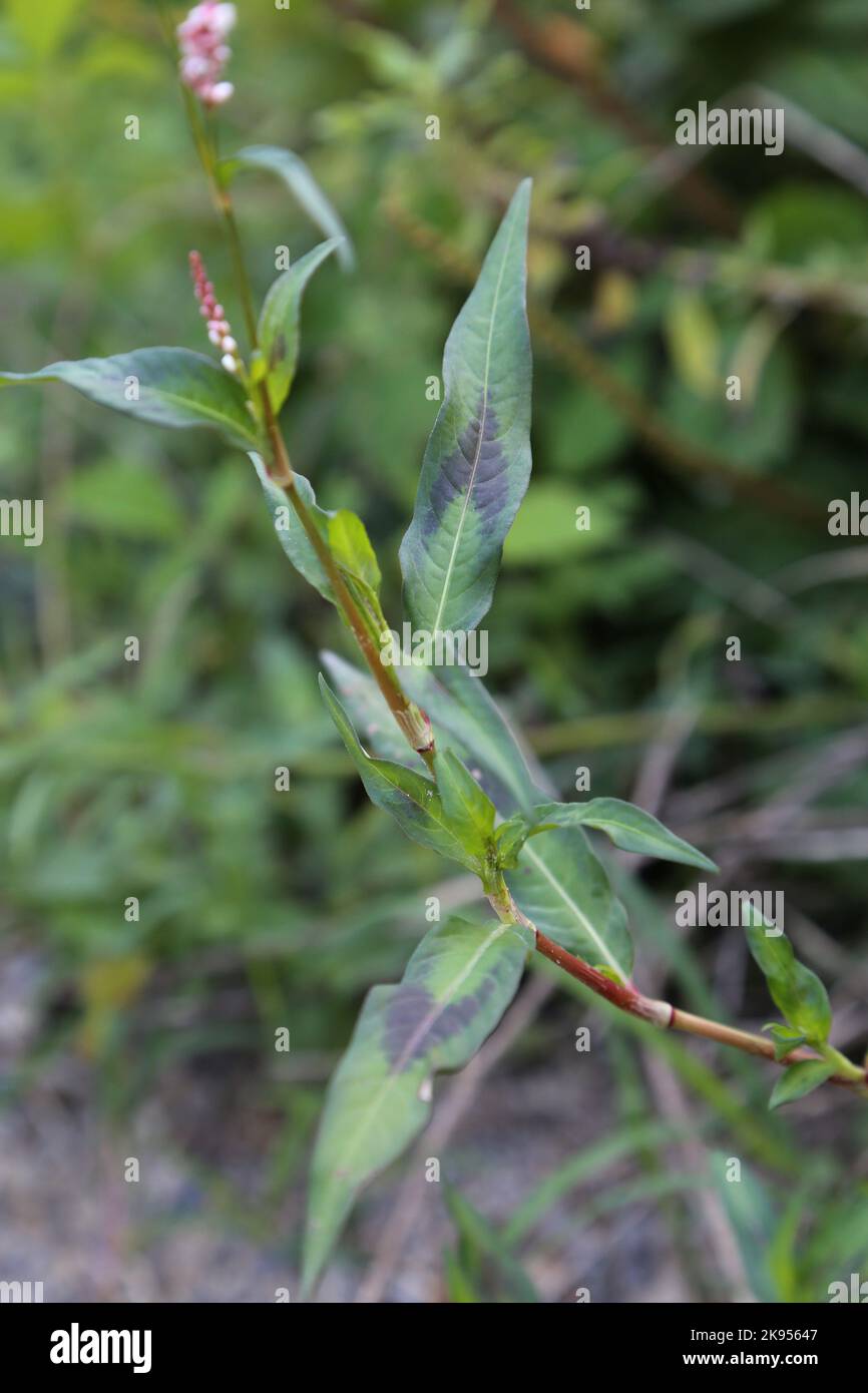 Persicaria hydropiper, Polygonaceae. A wild plant shot in the fall ...