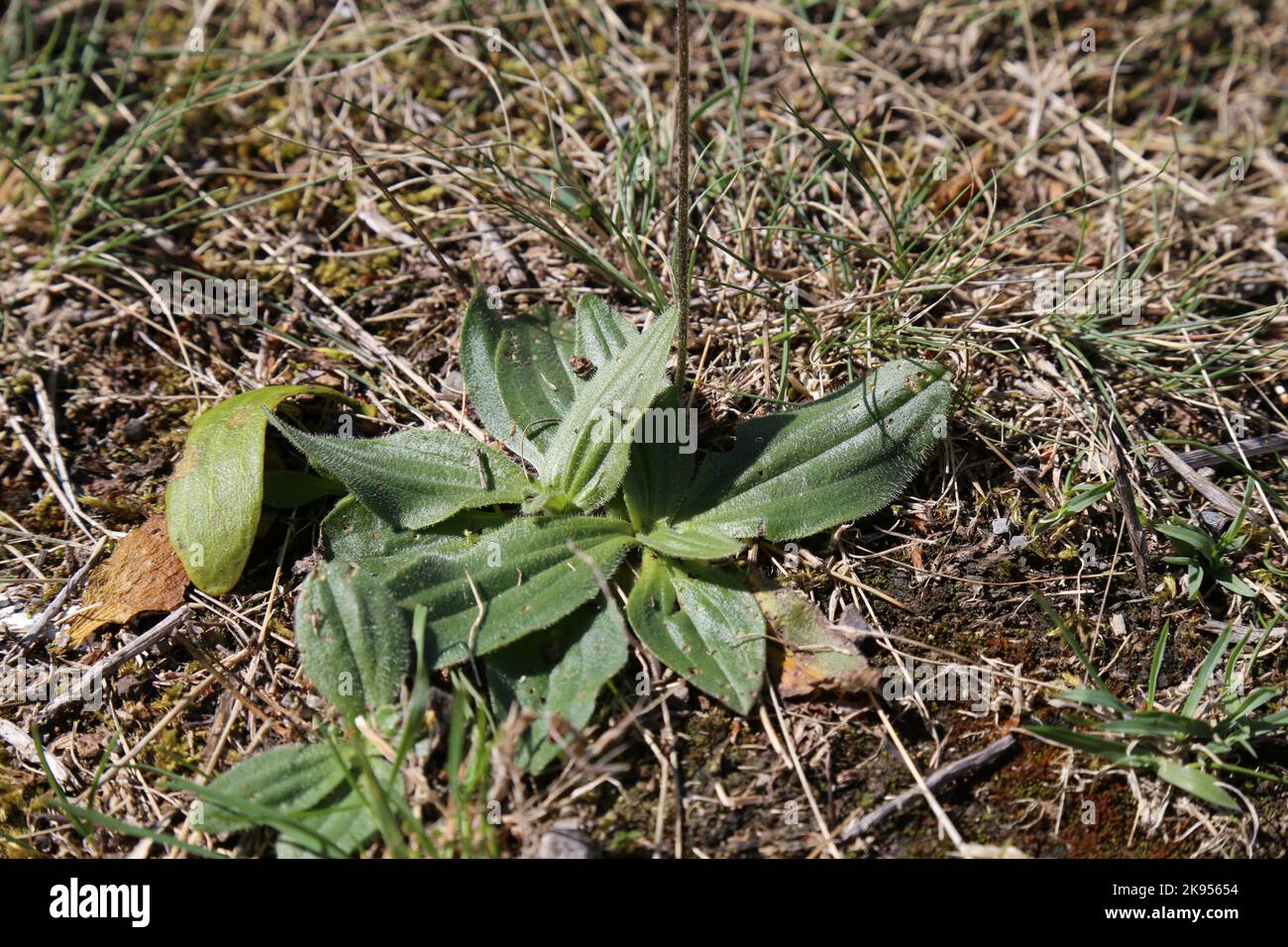 Plantago media, Hoary Plantain, Plantaginaceae. A wild plant shot in ...