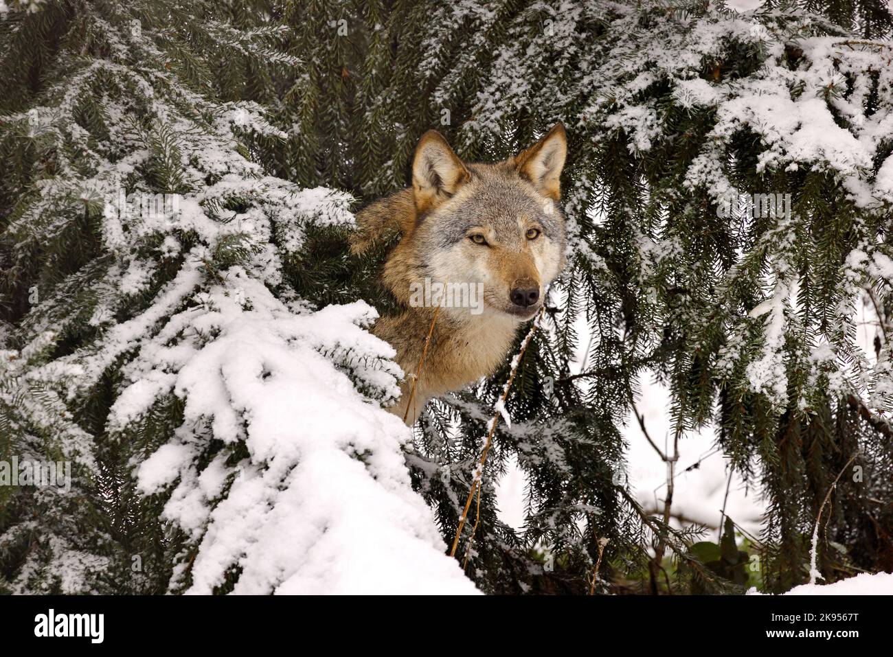 European gray wolf (Canis lupus lupus), in snowy forest, Germany ...