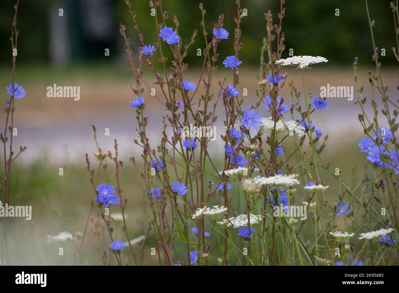 blue sailors, common chicory, wild succory (Cichorium intybus ...