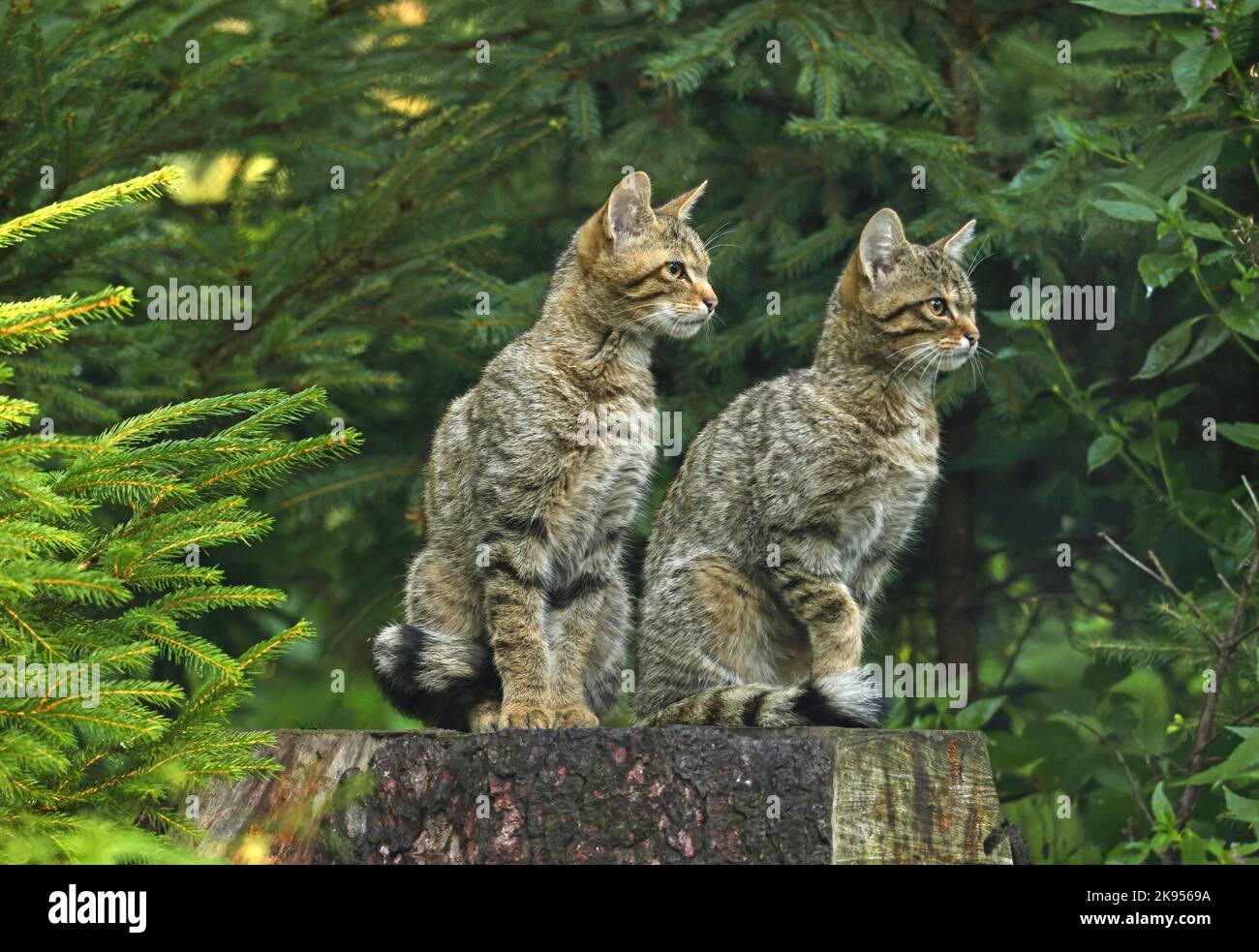European wildcat, forest wildcat (Felis silvestris silvestris), two ...