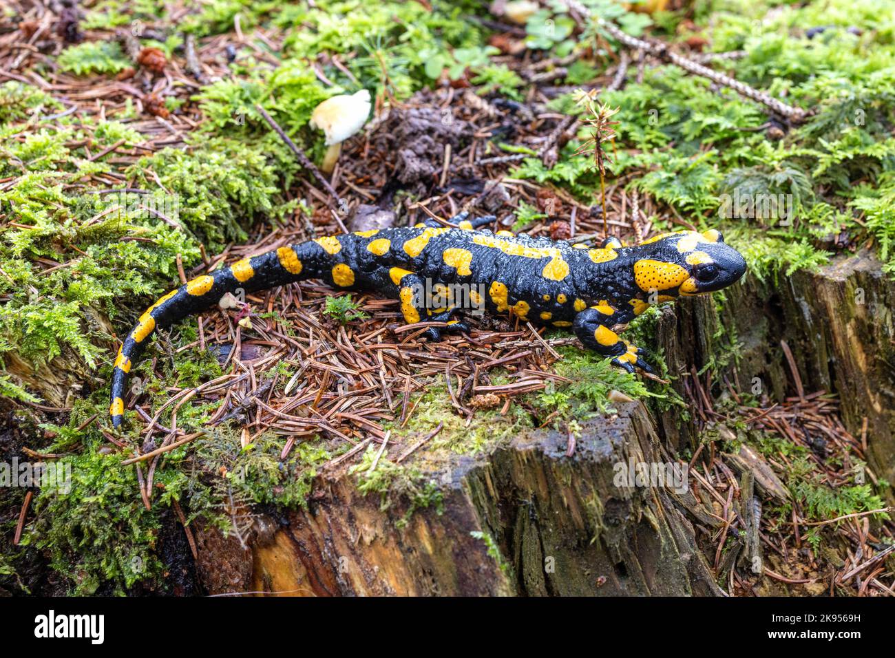 European fire salamander (Salamandra salamandra), large male in its ...