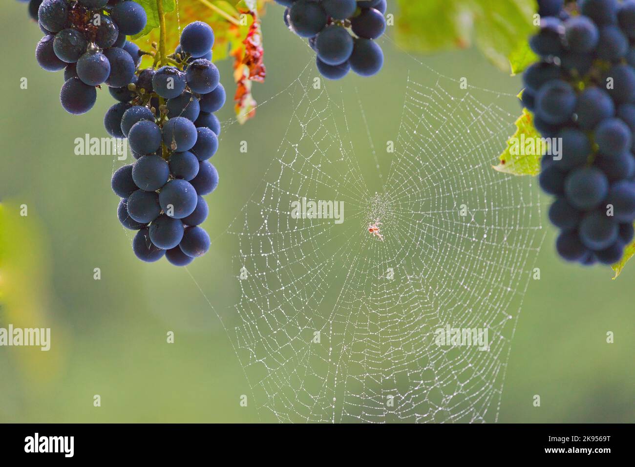 Fruits with spider web hi-res stock photography and images - Alamy