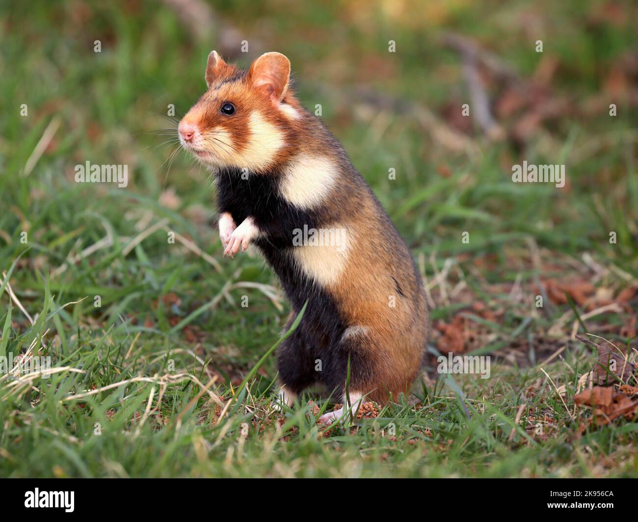 common hamster, black-bellied hamster (Cricetus cricetus), stands erect ...