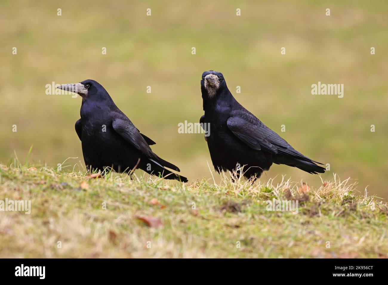 rook (Corvus frugilegus), rooks in a meadow in winter, Germany Stock ...
