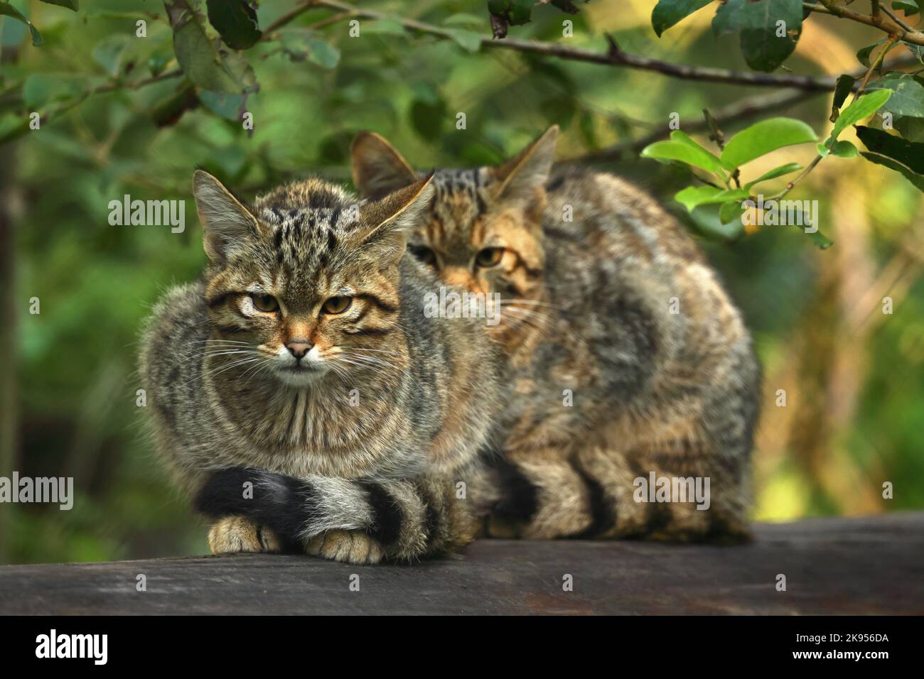 European wildcat, forest wildcat (Felis silvestris silvestris), two ...
